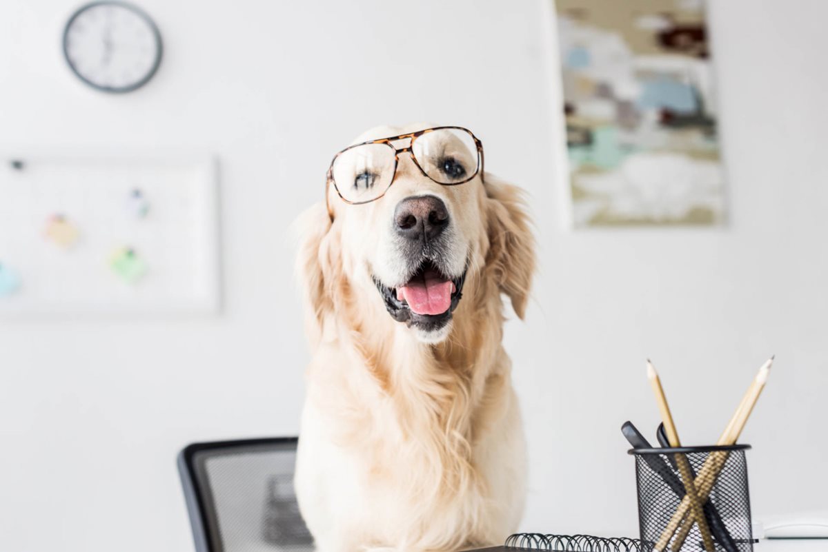 Bringing Your Pet to Work with You